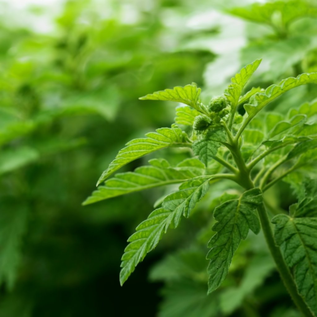 Что такое SCROG? - Сhu Seeds